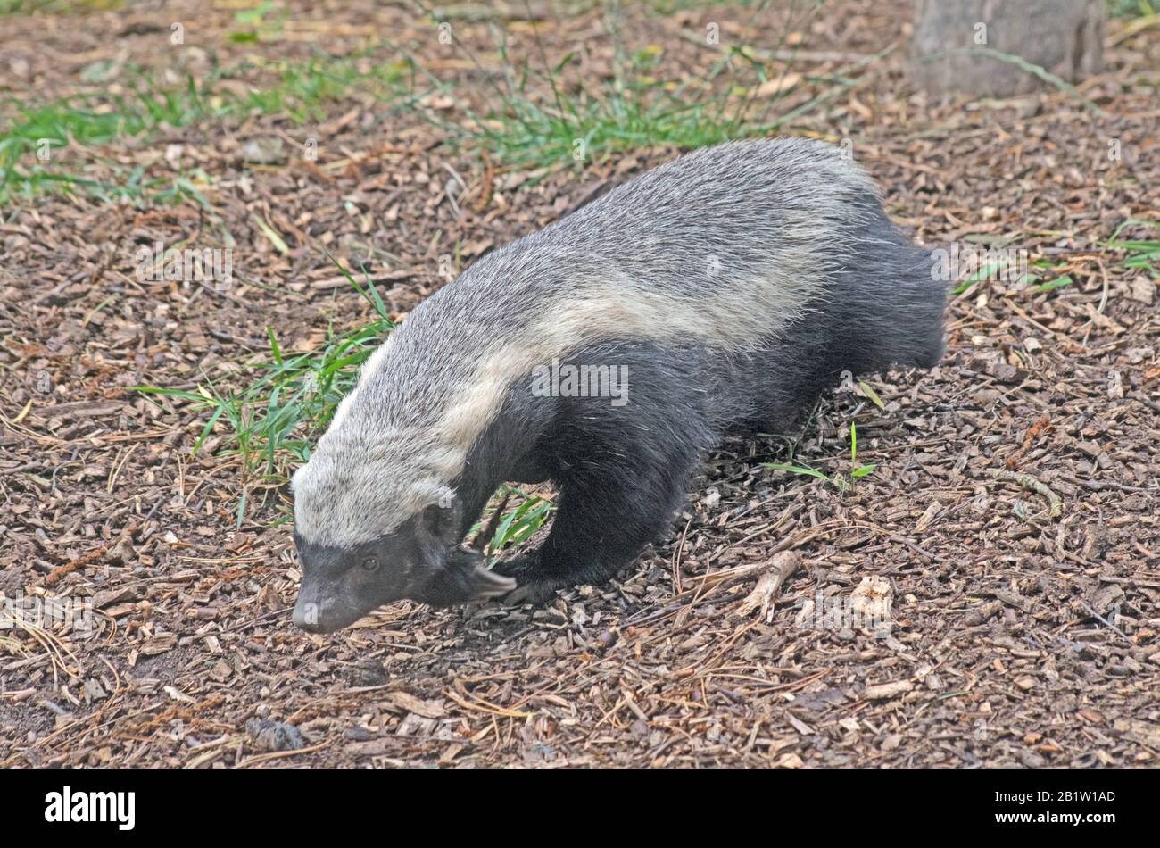Ratel hi-res stock photography and images - Alamy