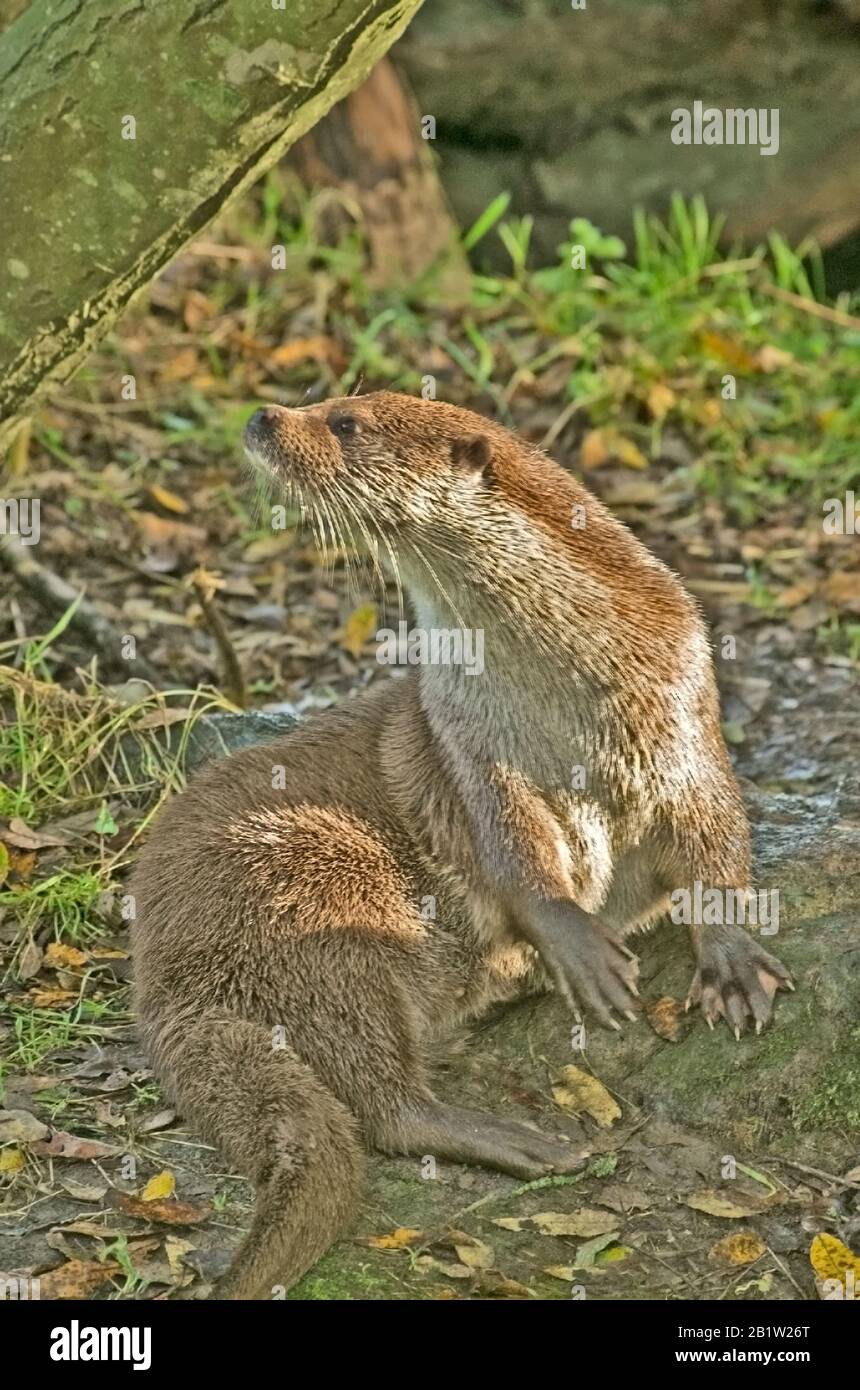 OTTER European Lutra Lutra Stock Photo - Alamy