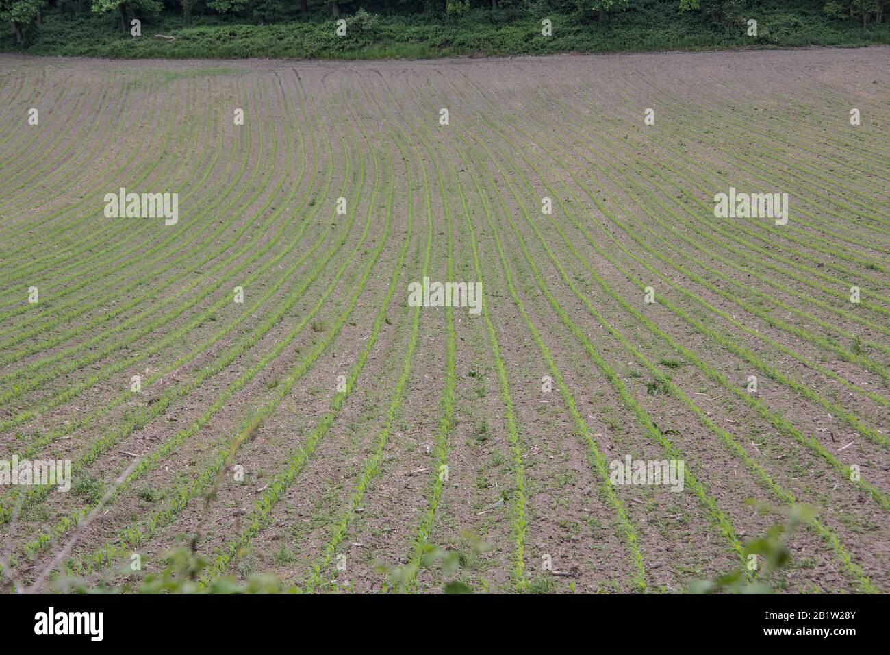 freshly ordered field with young plants Stock Photo - Alamy