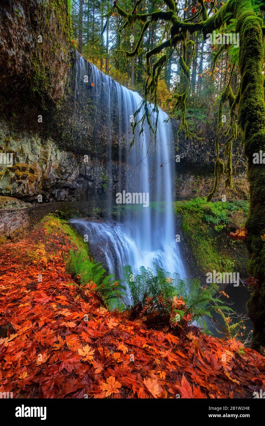Lower South Falls at 93 feet is located in Siver Falls State Park near ...