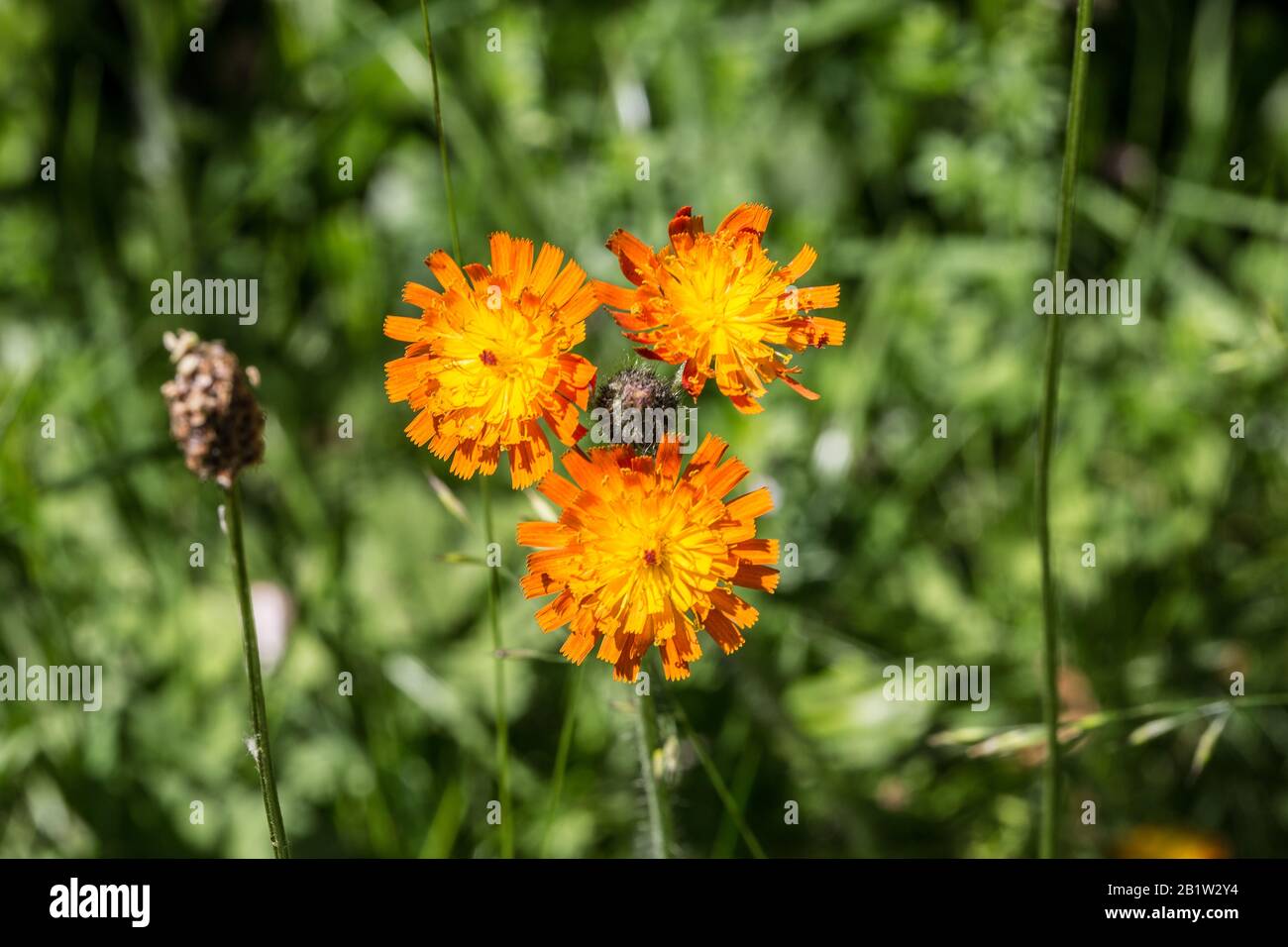 Orange hawkweed leaves hi-res stock photography and images - Alamy