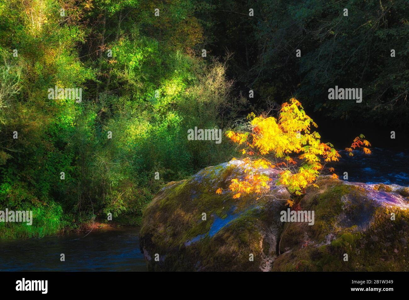 A small tree growing out of a boulder in the McKenzie River, it's ...