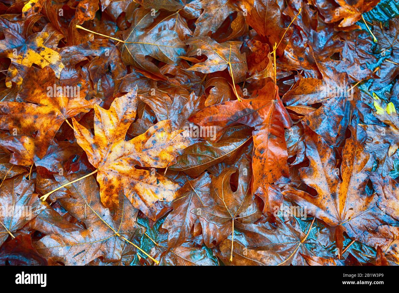 Wet leaves and beautiful scenery hi-res stock photography and images ...