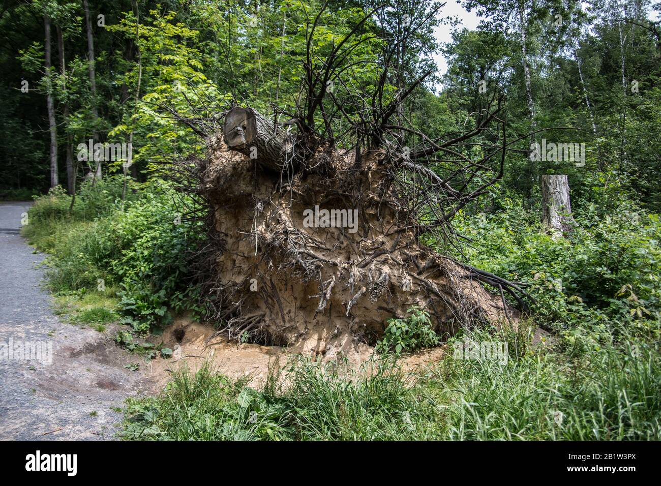 Uprooted bushes hi-res stock photography and images - Alamy
