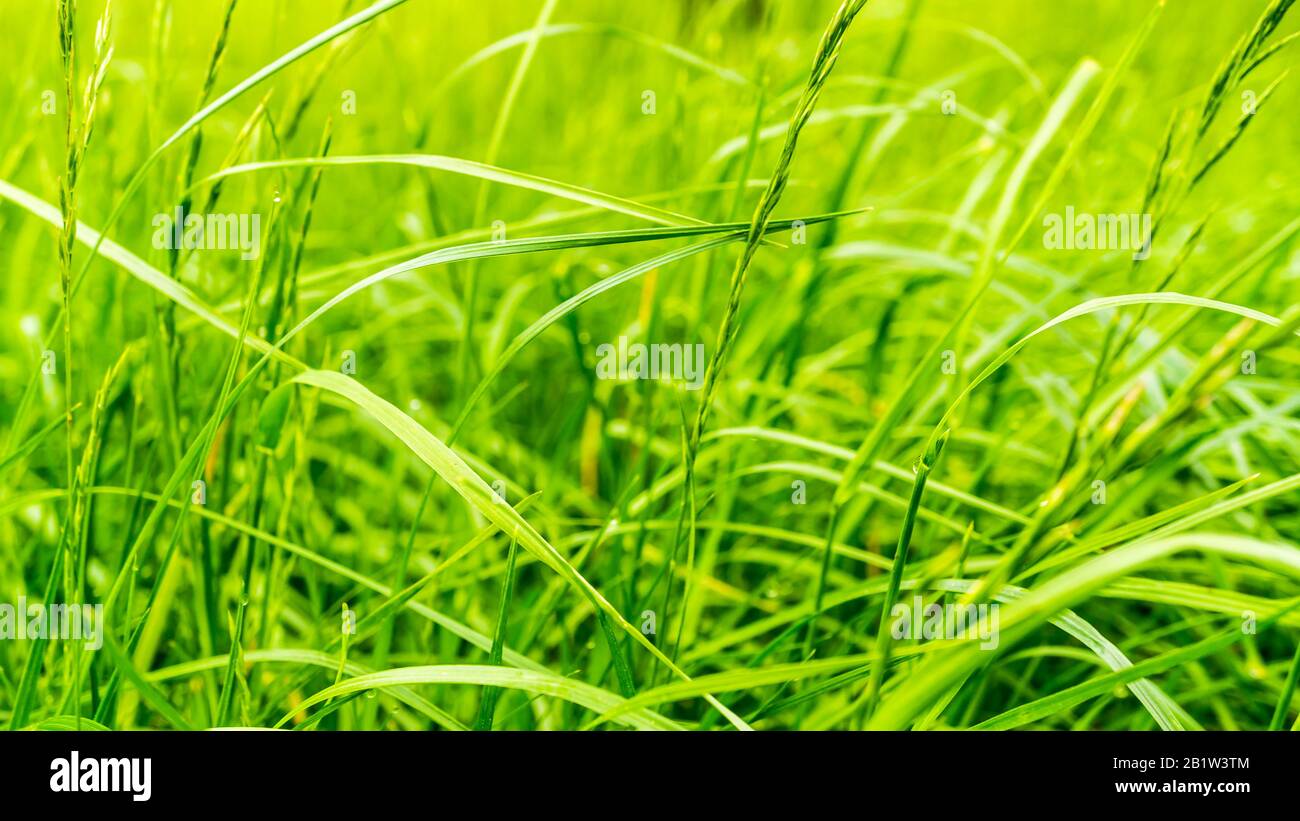 green blades of grass in garden Stock Photo - Alamy