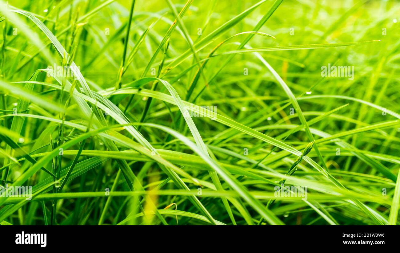 green blades of grass in garden Stock Photo - Alamy