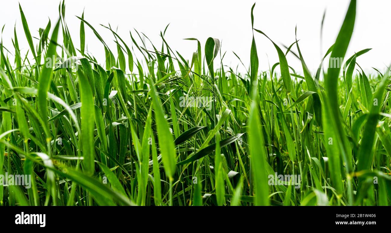 green crop plant on a field Stock Photo - Alamy