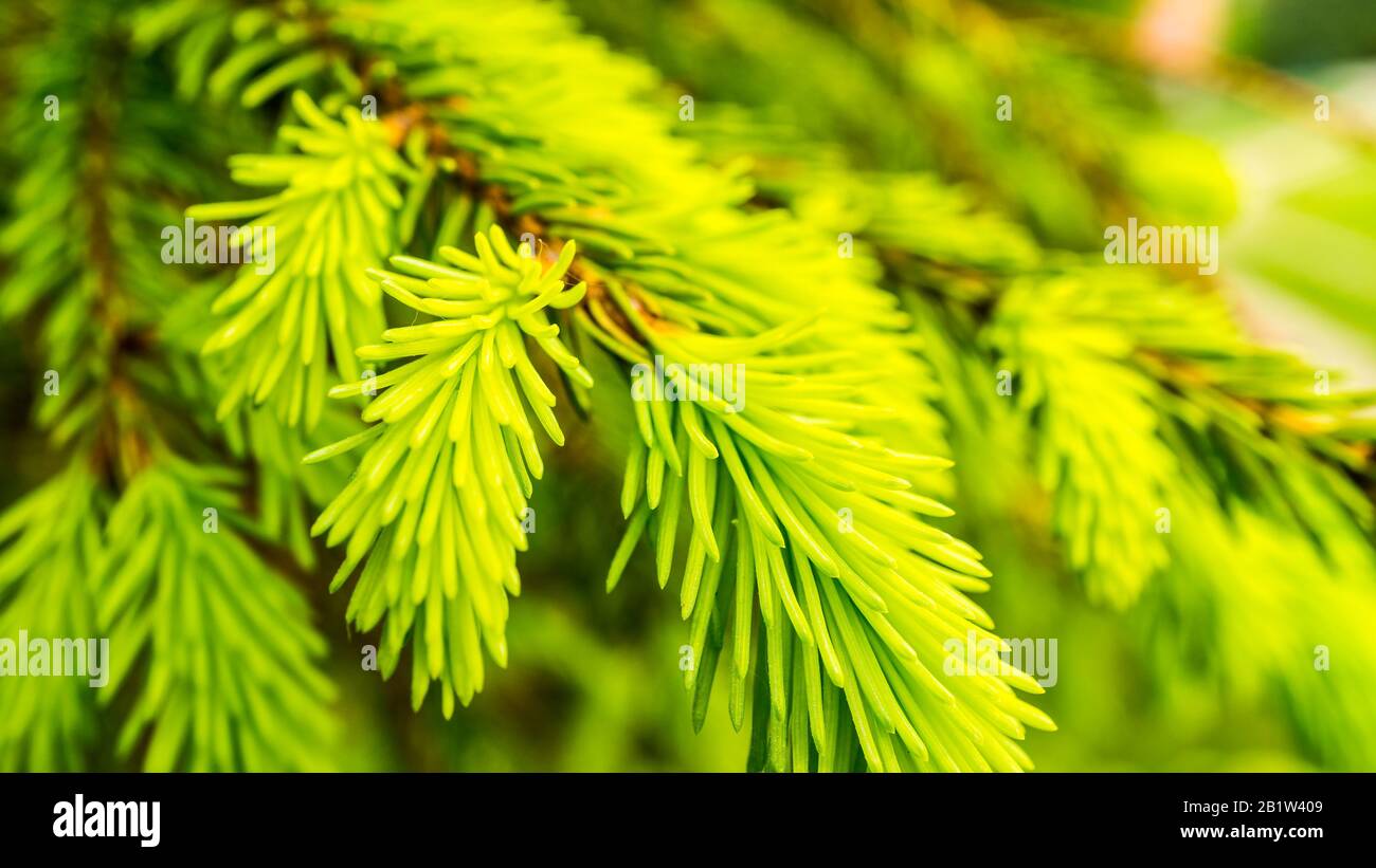 Serbian flora hi-res stock photography and images - Alamy