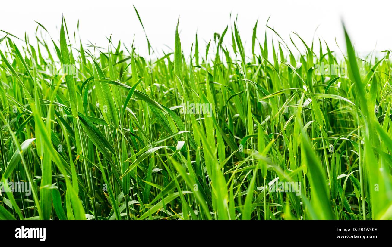 Green crop hi-res stock photography and images - Alamy