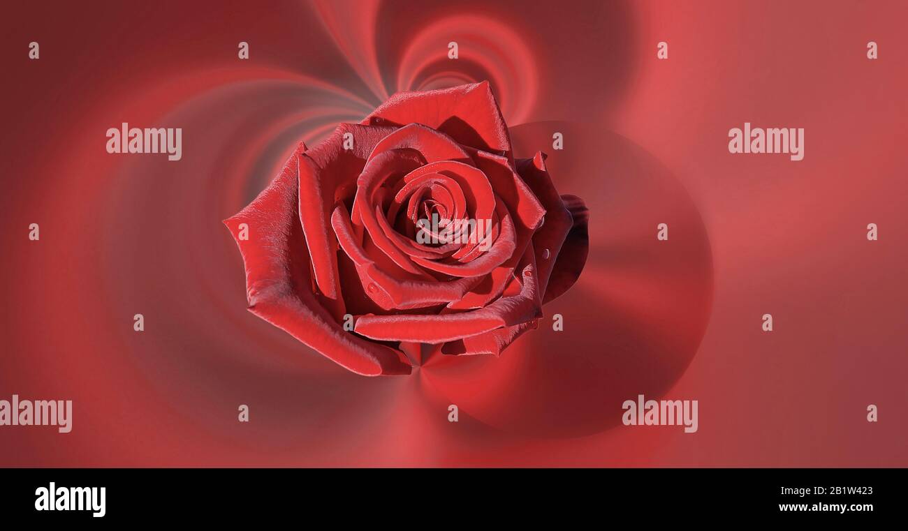 simple design red large rose on a red abstract background. Banner ...
