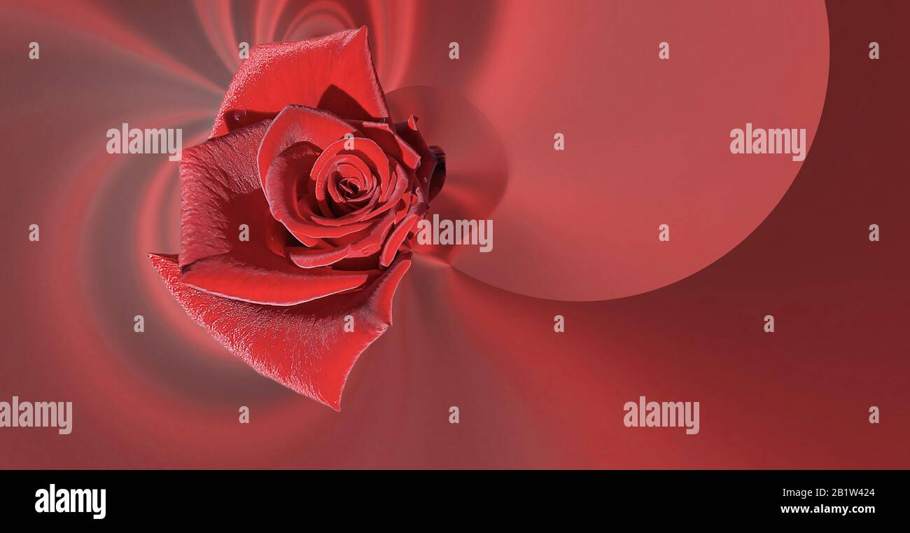 simple design red large rose on a red abstract background. Banner ...
