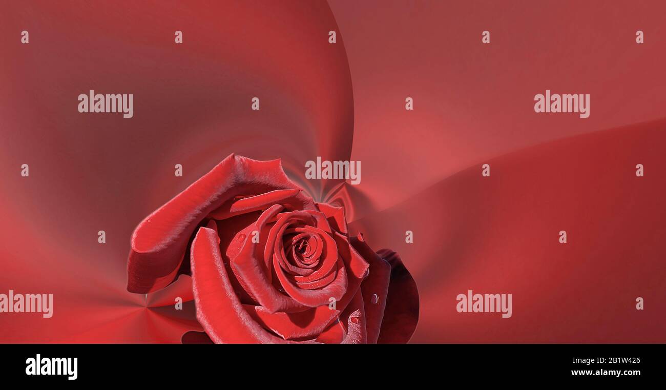 simple design red large rose on a red abstract background. Banner ...