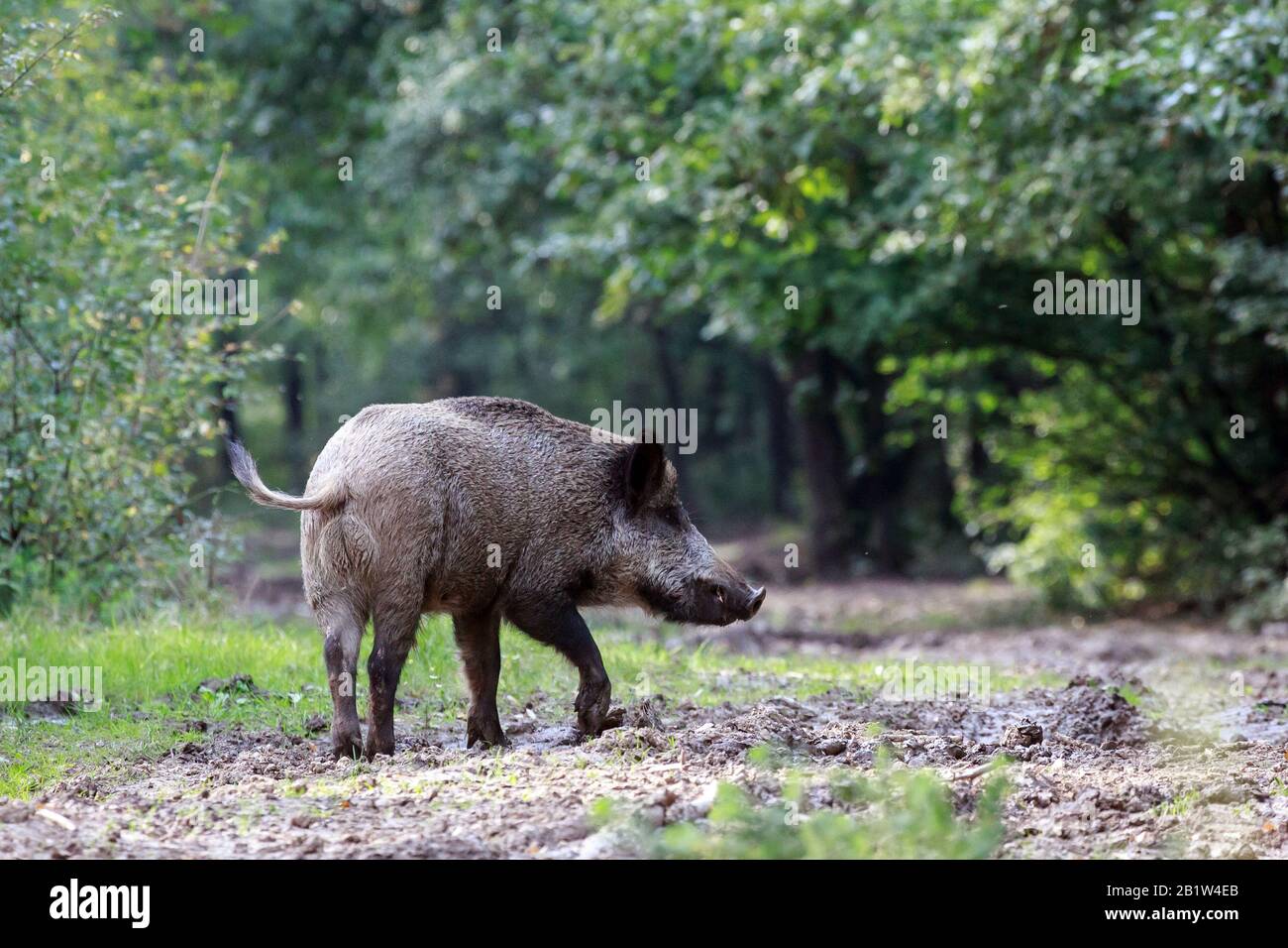 Wild boar in forest Stock Photo - Alamy