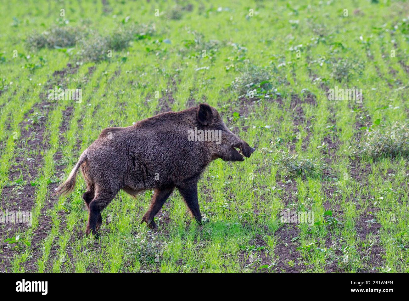 Baby wild boar fur hi-res stock photography and images - Alamy