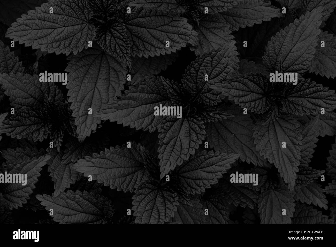 Botany bush Black and White Stock Photos & Images - Alamy