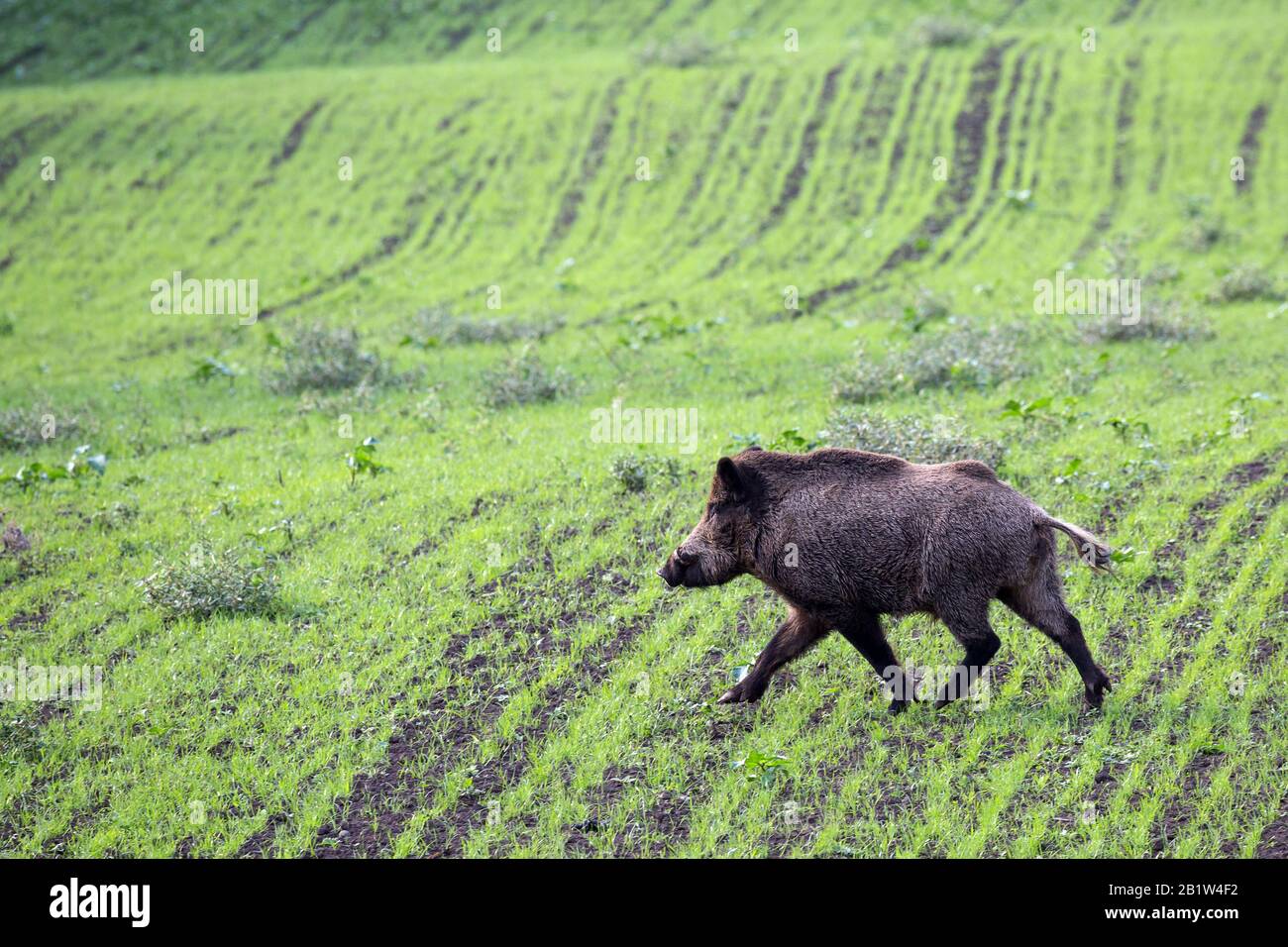 Wild boar in forest Stock Photo - Alamy