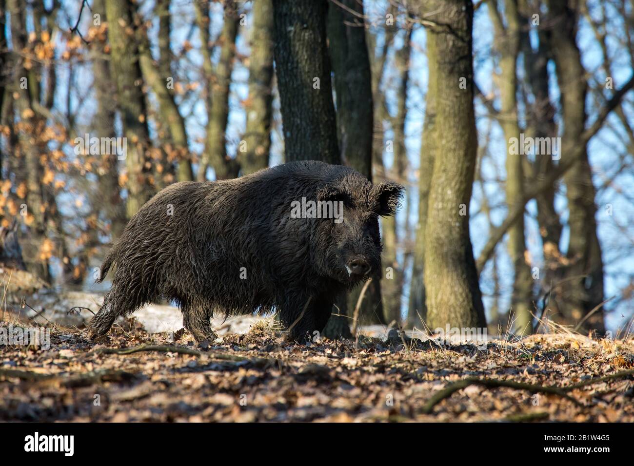Wild boar in forest Stock Photo - Alamy