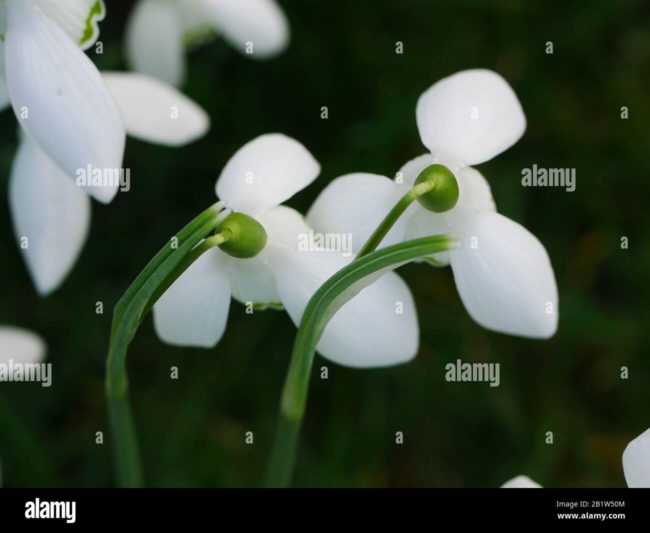 Close up from above of two white snowdrop flowers (galanthus) in winter ...