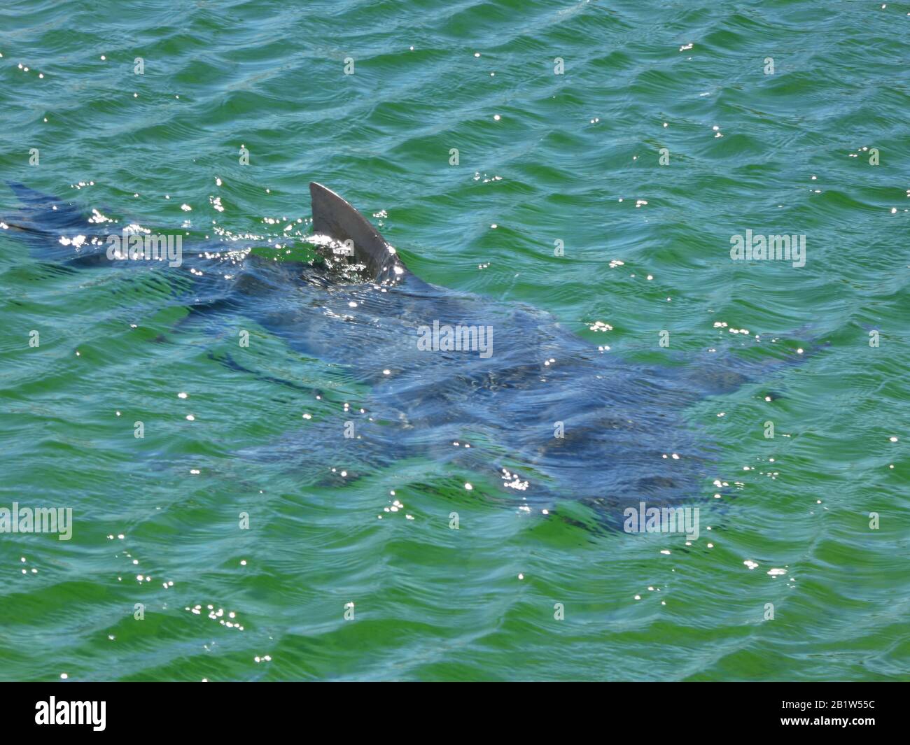 Ocean Park Aquarium Denham, Western Australia Stock Photo - Alamy
