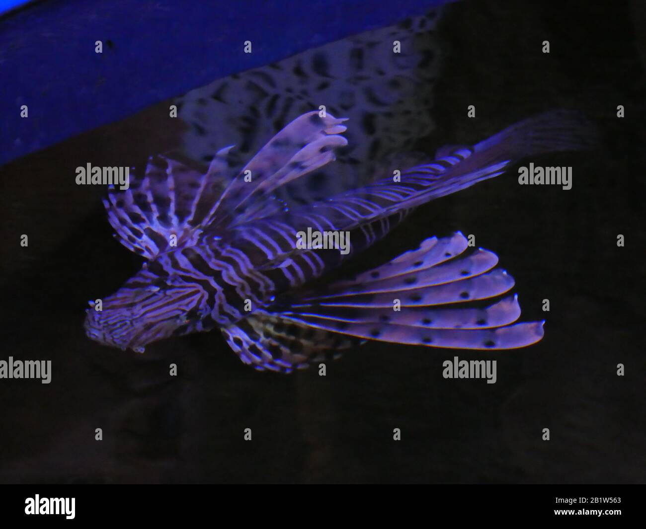 Ocean park aquarium hi-res stock photography and images - Alamy