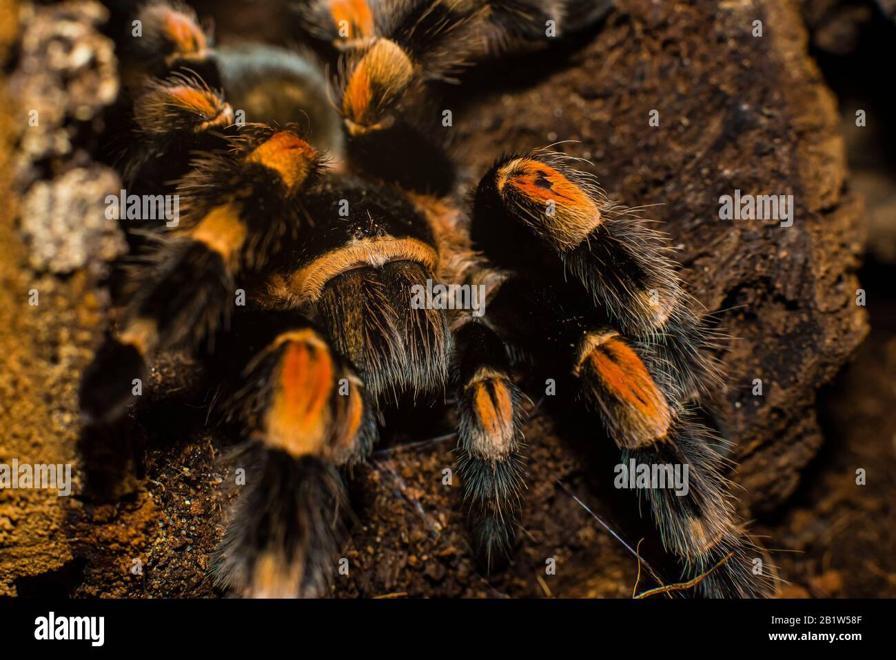 Close-up of a tarantula, biting tools, claws, legs, Brachypelma smithi ...