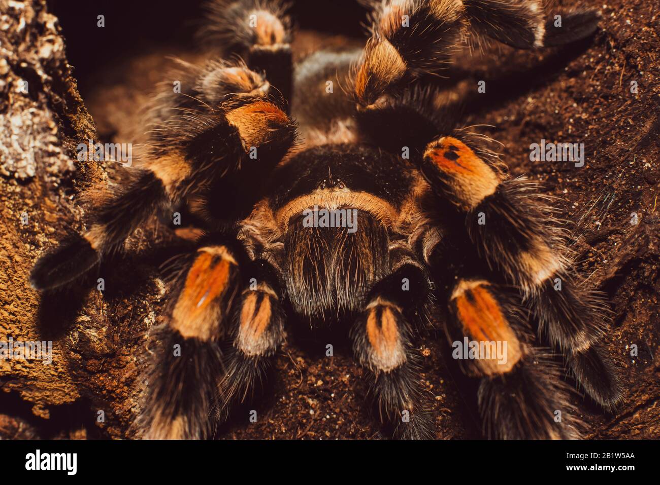 Close-up of a tarantula, biting tools, claws, legs, Brachypelma smithi ...