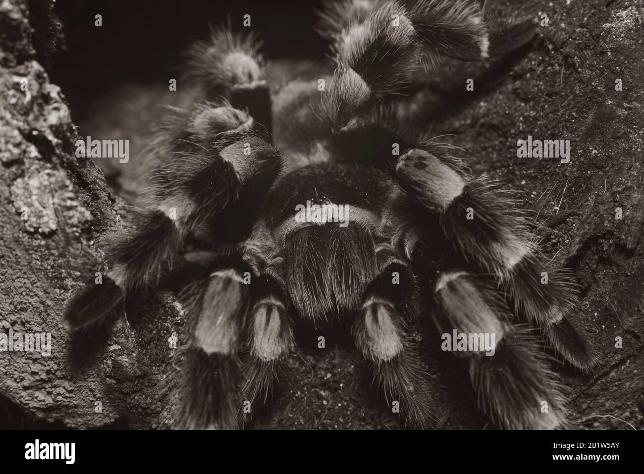 Close-up of a tarantula, biting tools, claws, legs, Brachypelma smithi ...