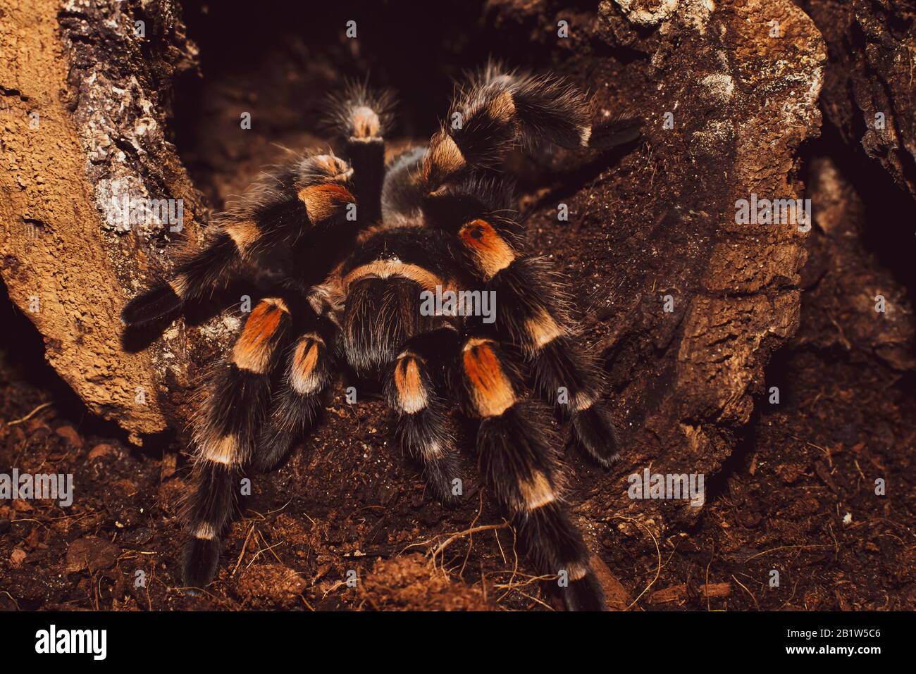Close-up of a tarantula, biting tools, claws, legs, Brachypelma smithi ...