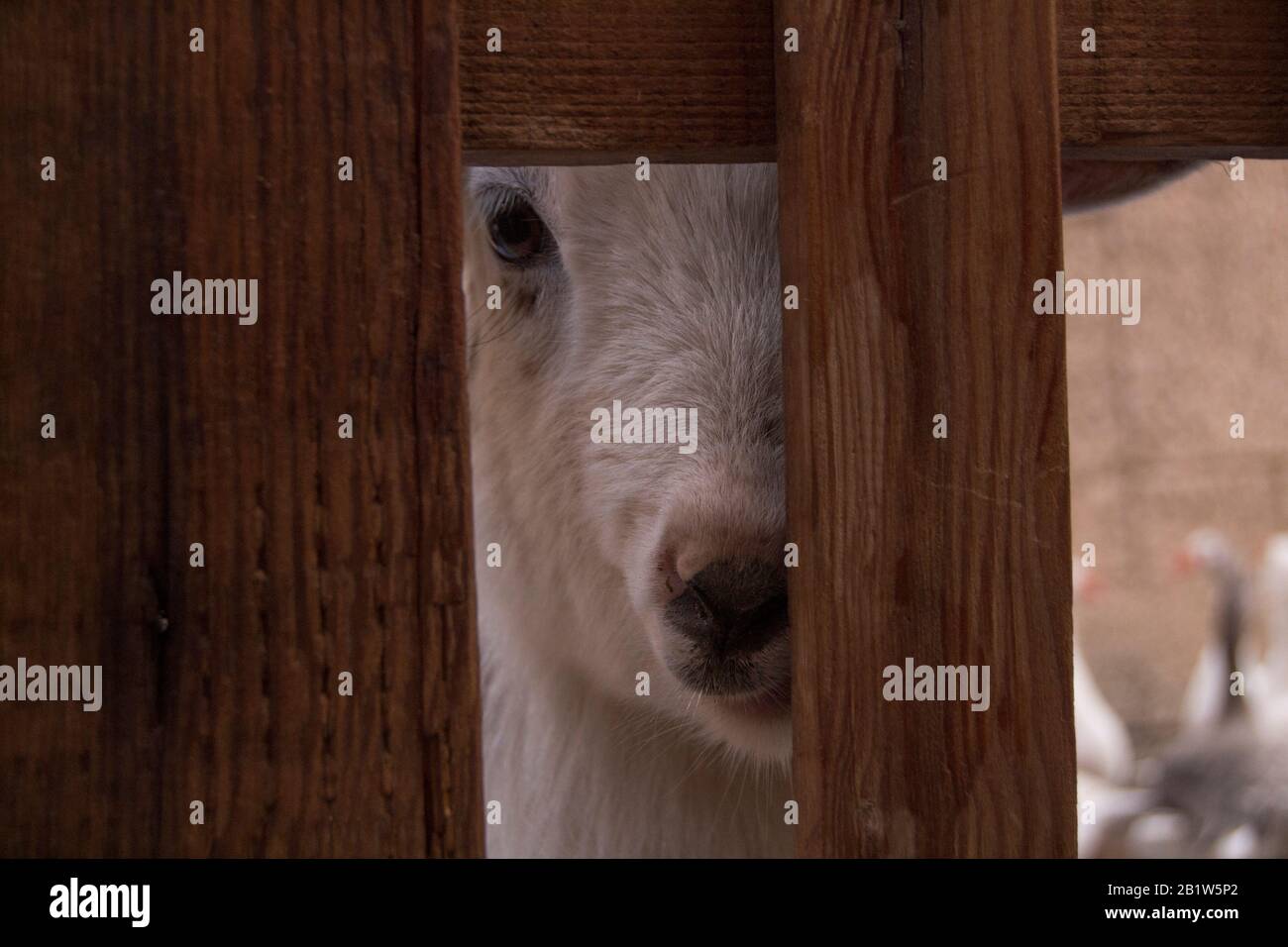 Little goat looking at the camera Stock Photo - Alamy