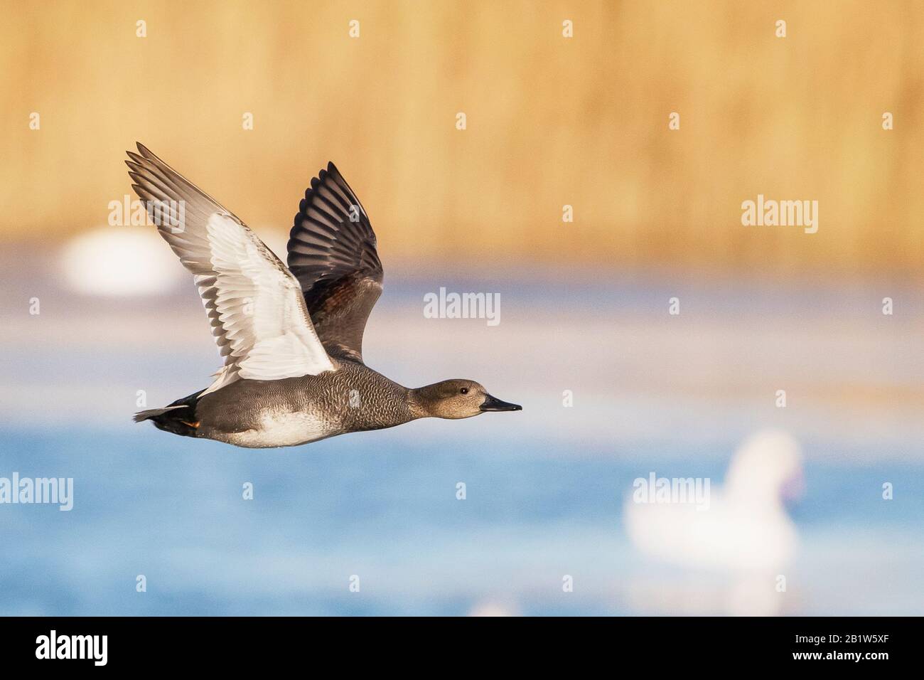 Gadwall flying hi-res stock photography and images - Alamy