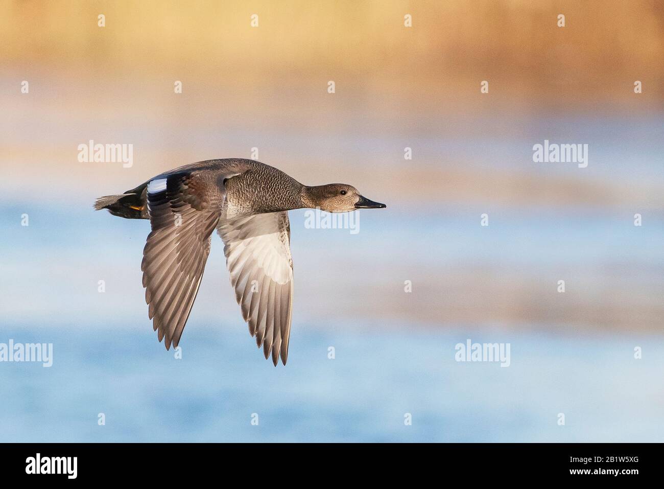 Gadwall duck in flight Stock Photo - Alamy