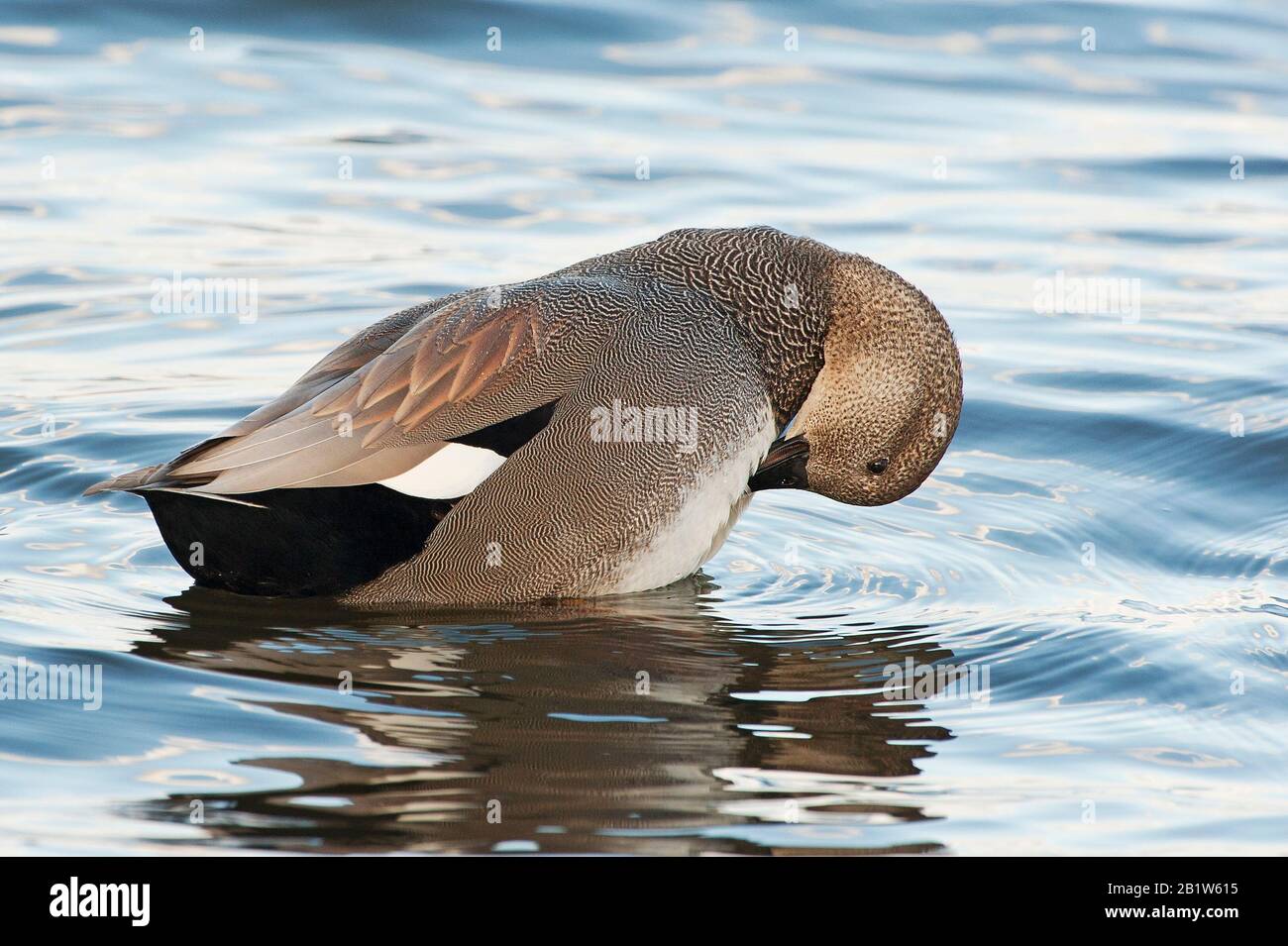 Preening duck hi-res stock photography and images - Alamy