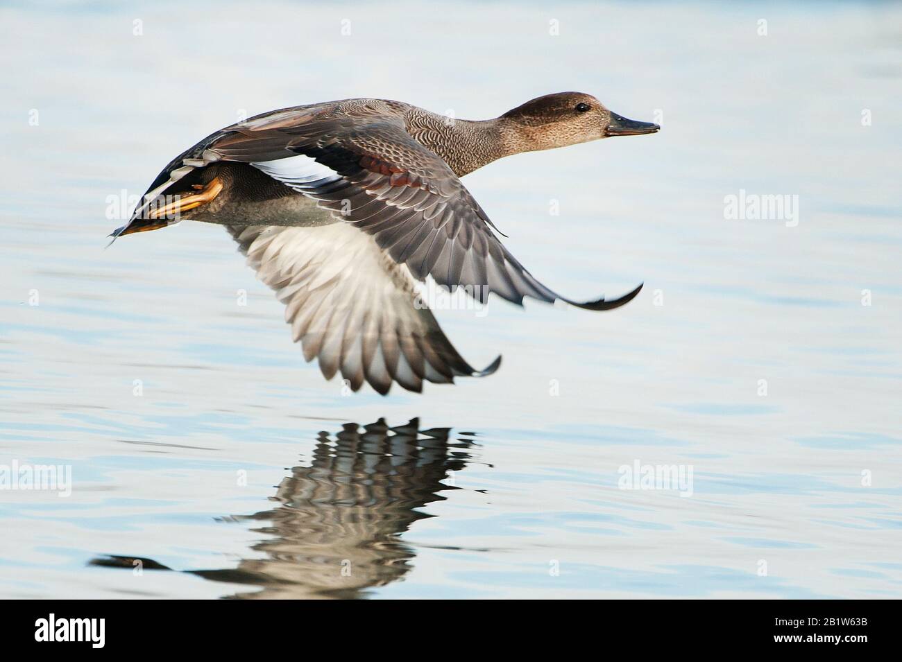 Gadwall flying hi-res stock photography and images - Alamy