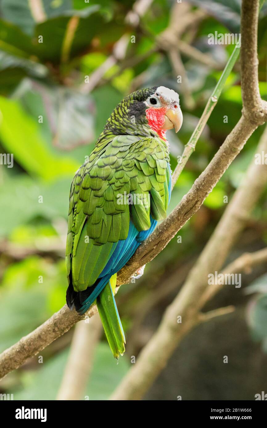 The cuban amazon parrot (Amazona leucocephala) perched on a tree branch ...