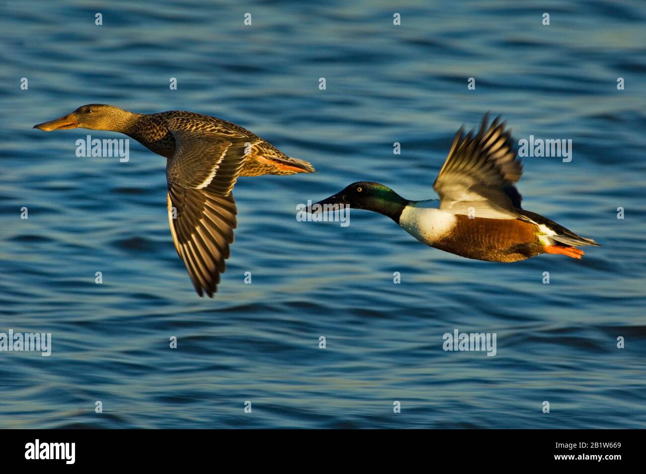 Pair of shovelers hi-res stock photography and images - Alamy