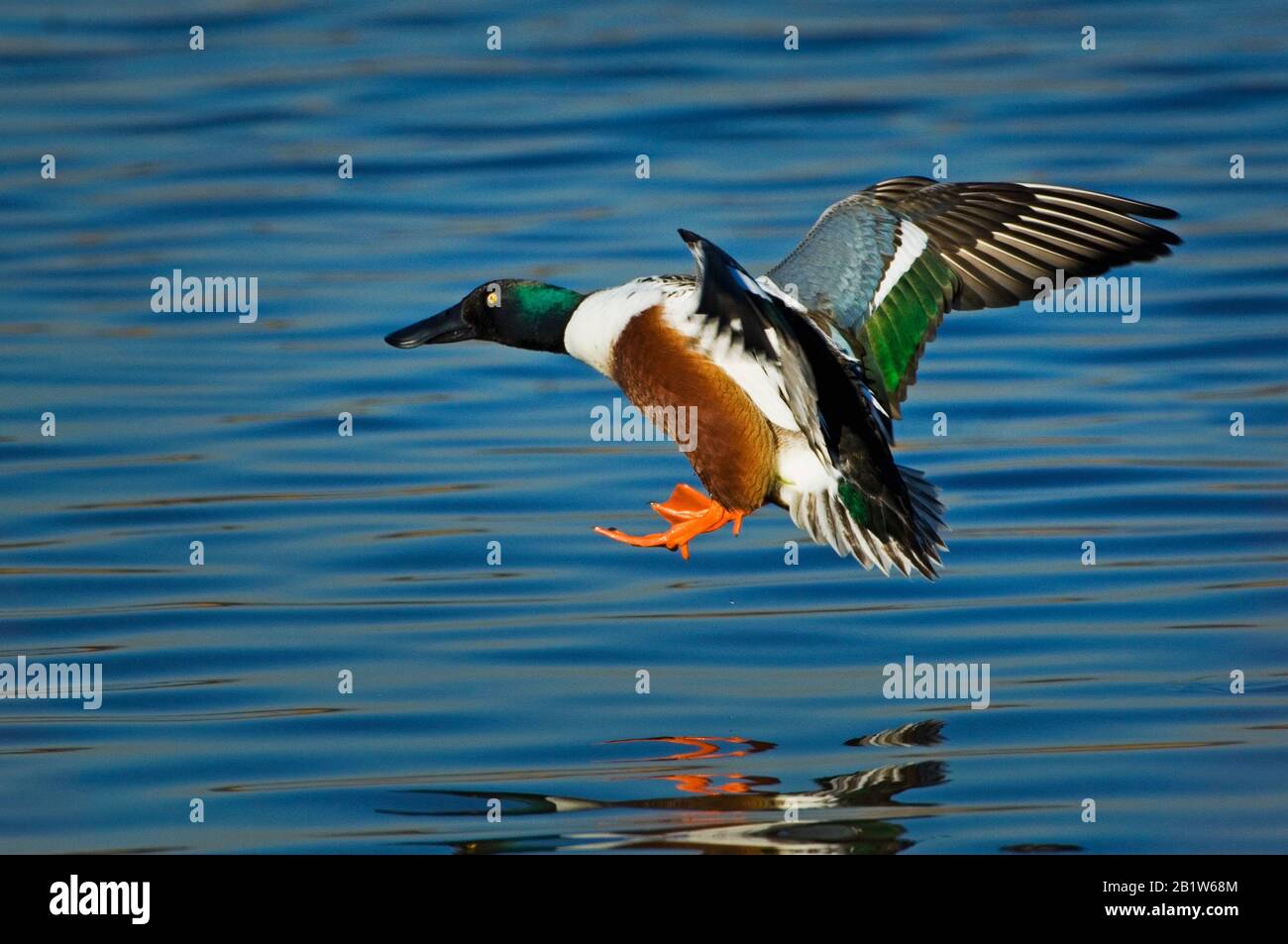 Northern shoveler flight Stock Photo - Alamy