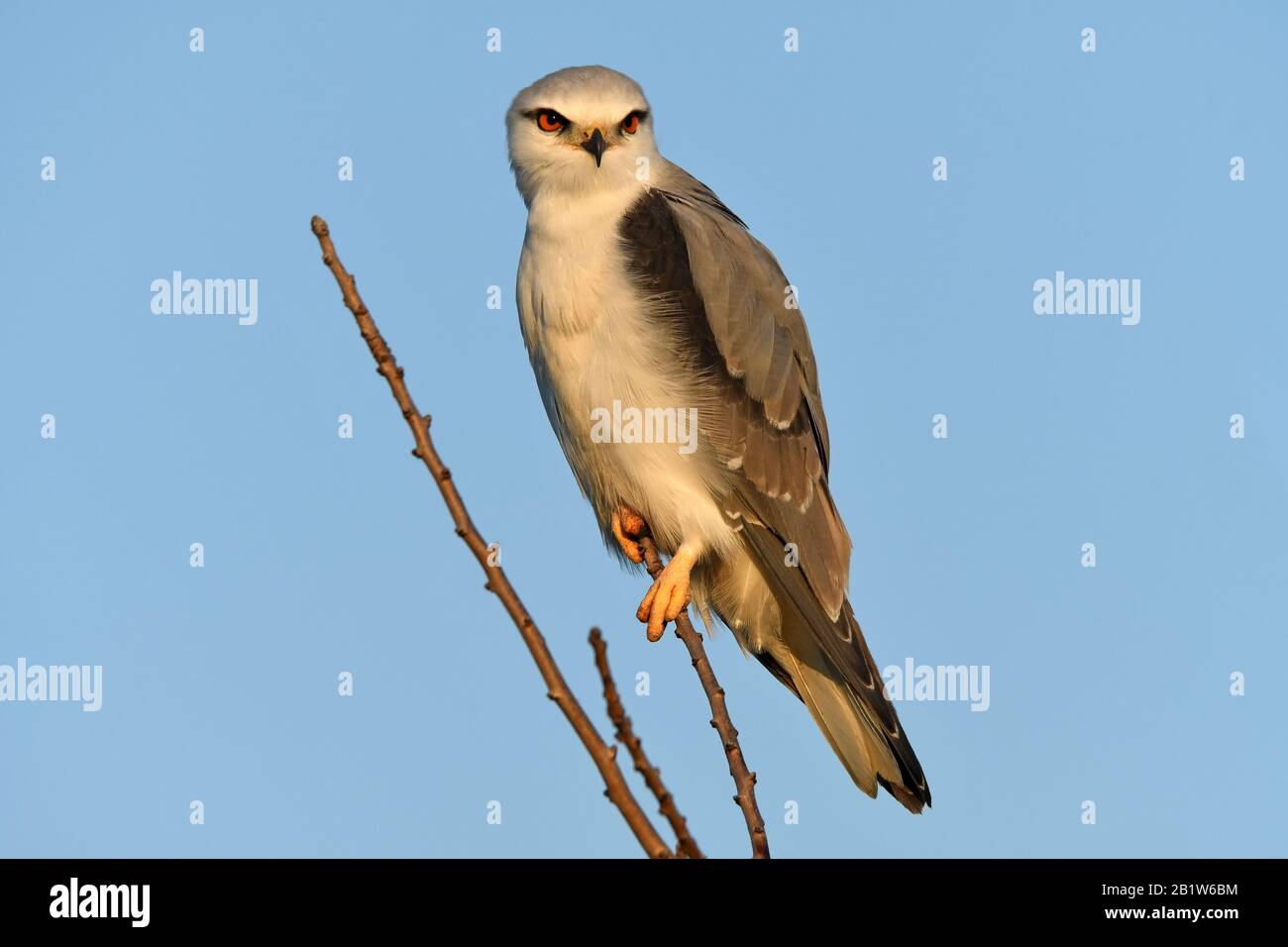 Black shouldered kite portrait Stock Photo - Alamy