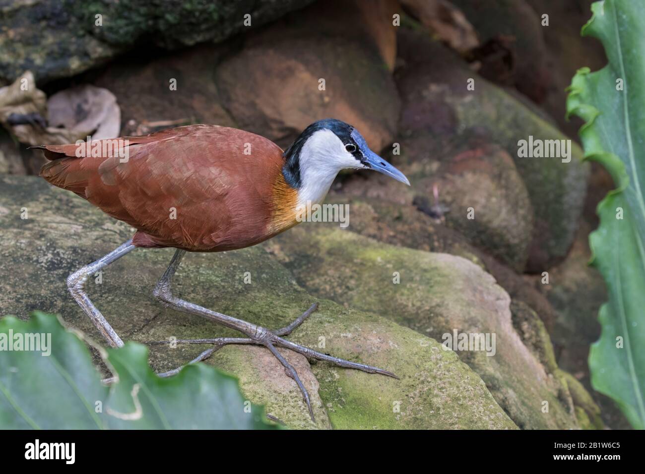 Jacana hunting hi-res stock photography and images - Alamy