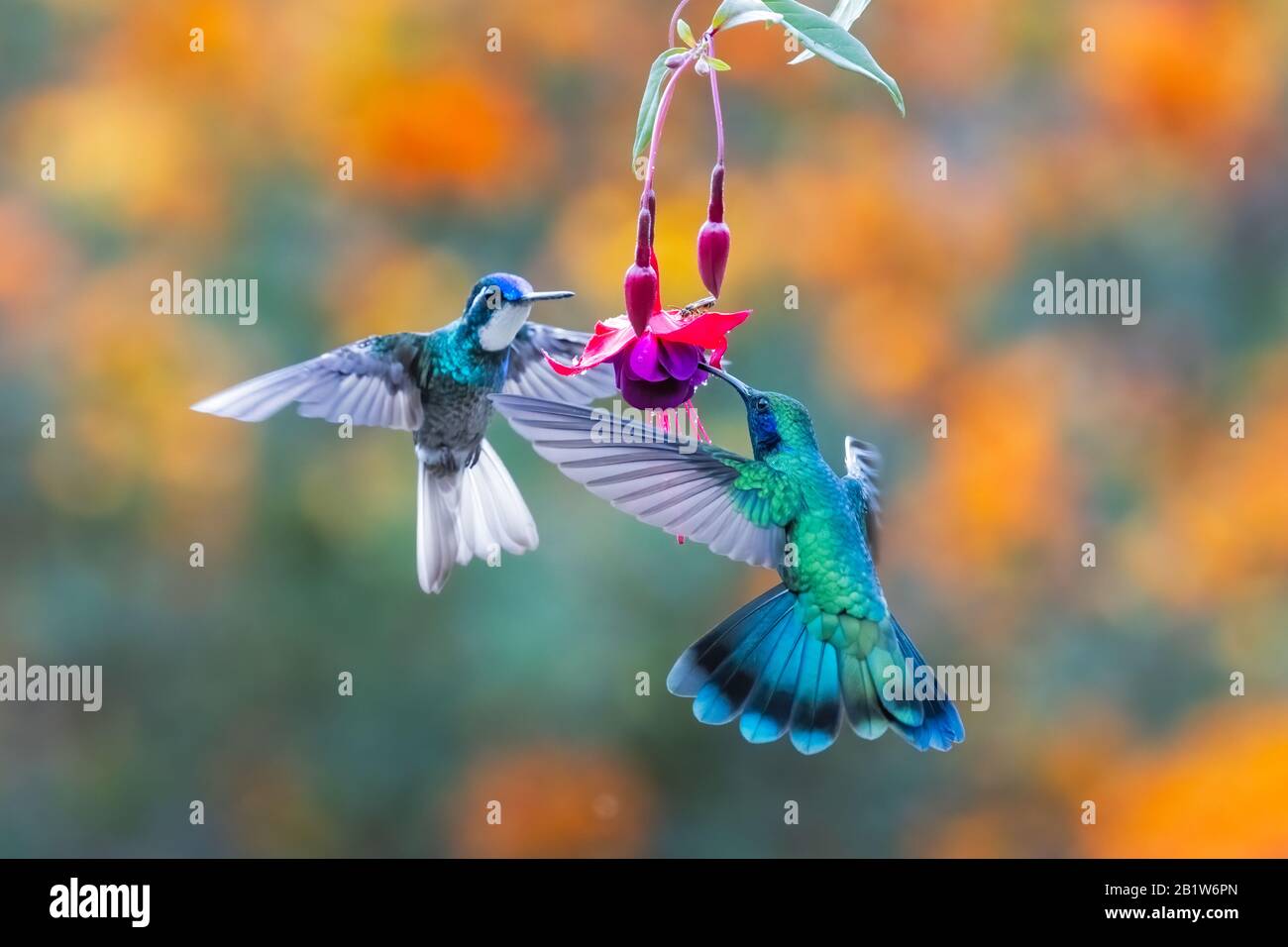 A Lesser Violetear (Colibri cyanotus, right) and a White-throated ...