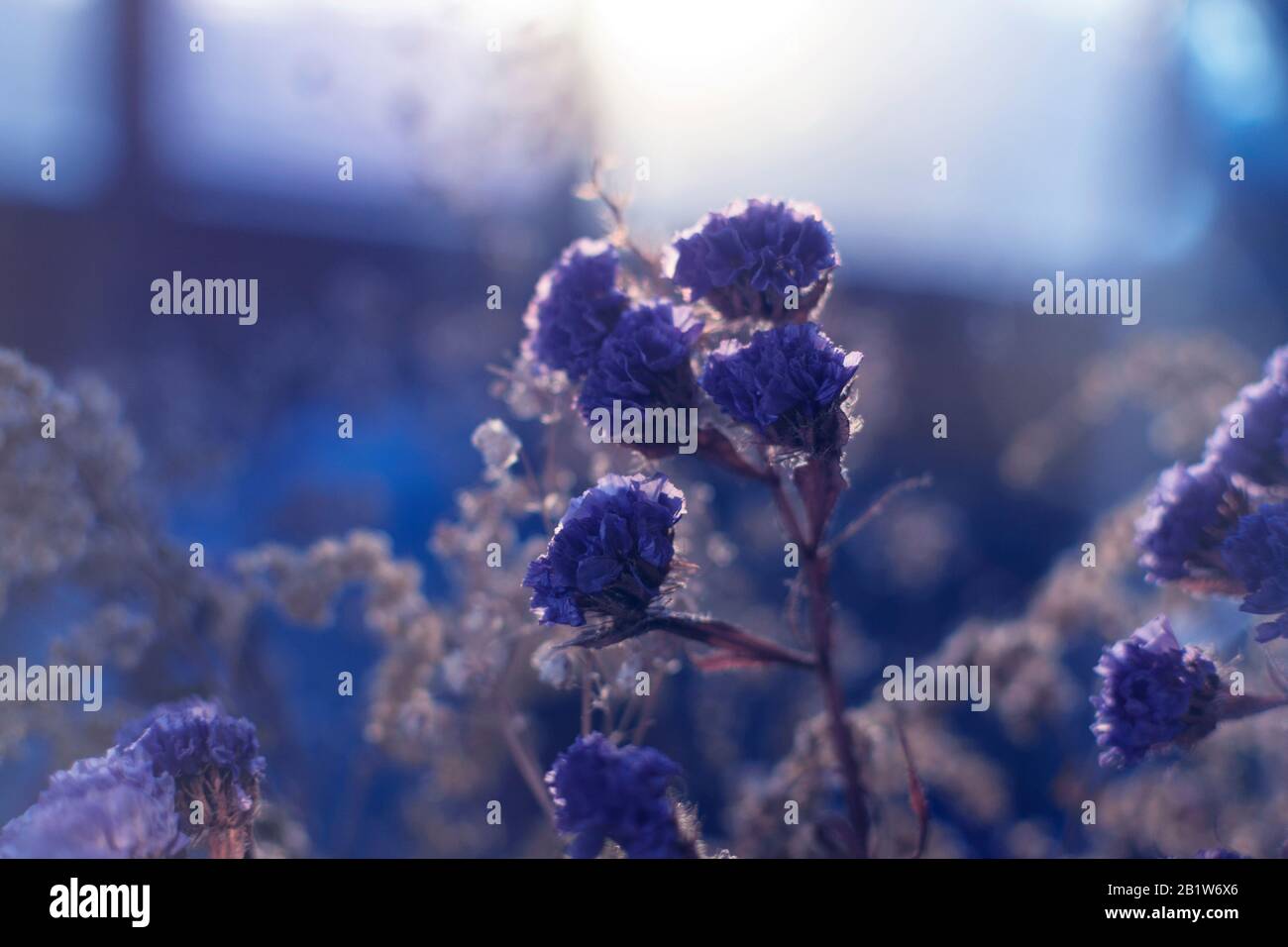 Blue dry flowers on window, soft focus Stock Photo - Alamy