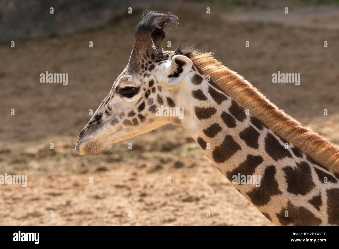 Baby giraffe face hi-res stock photography and images - Alamy