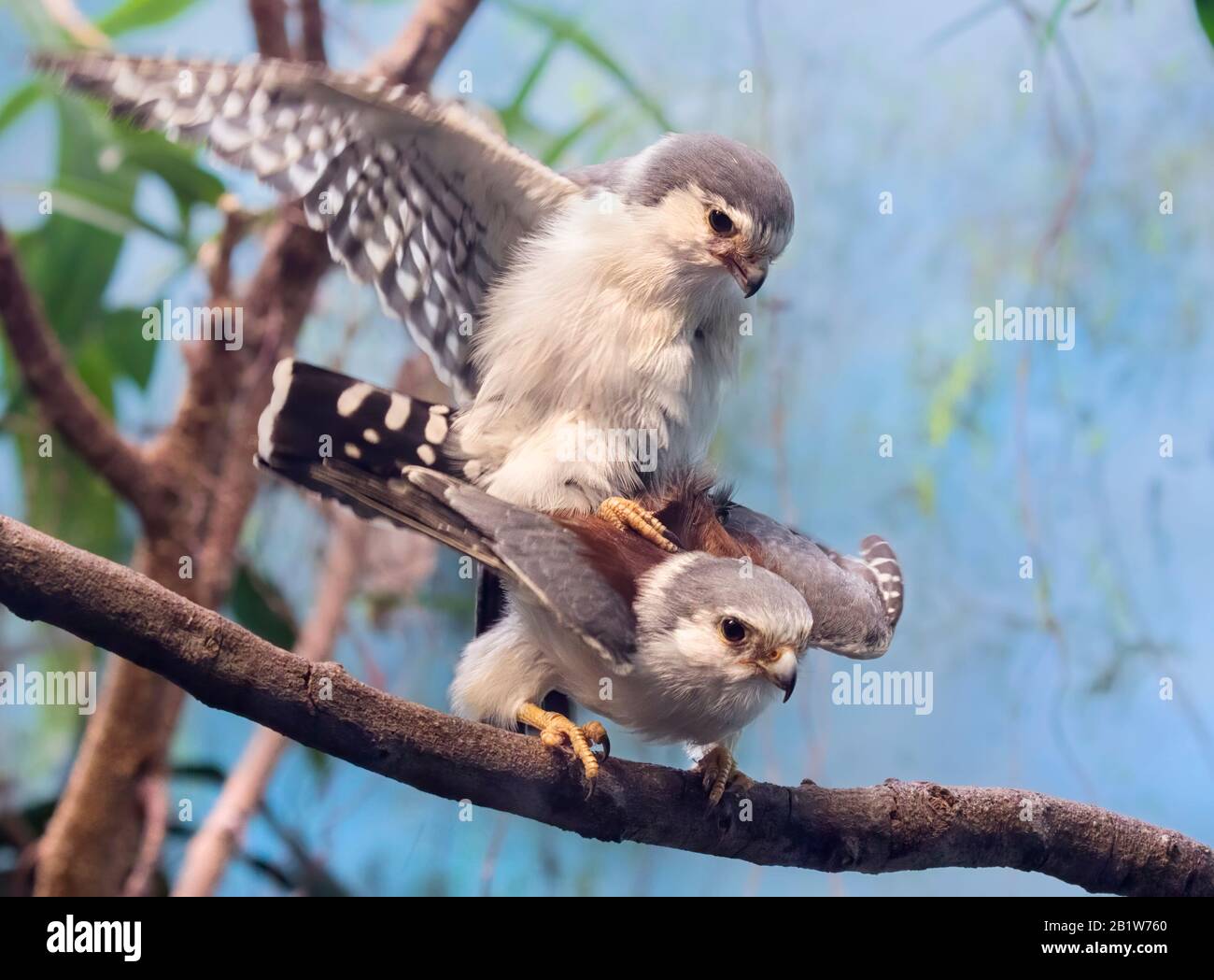 African pygmy falcons (Polihierax semitorquatus) mating Stock Photo - Alamy