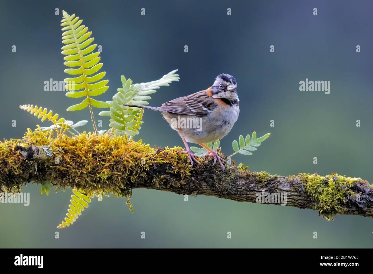A Rufous-collared sparrow (Zonotrichia capensis) in the cloud forest of ...