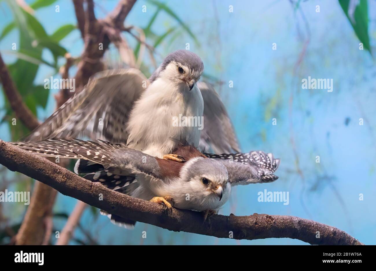African pygmy falcons hi-res stock photography and images - Alamy