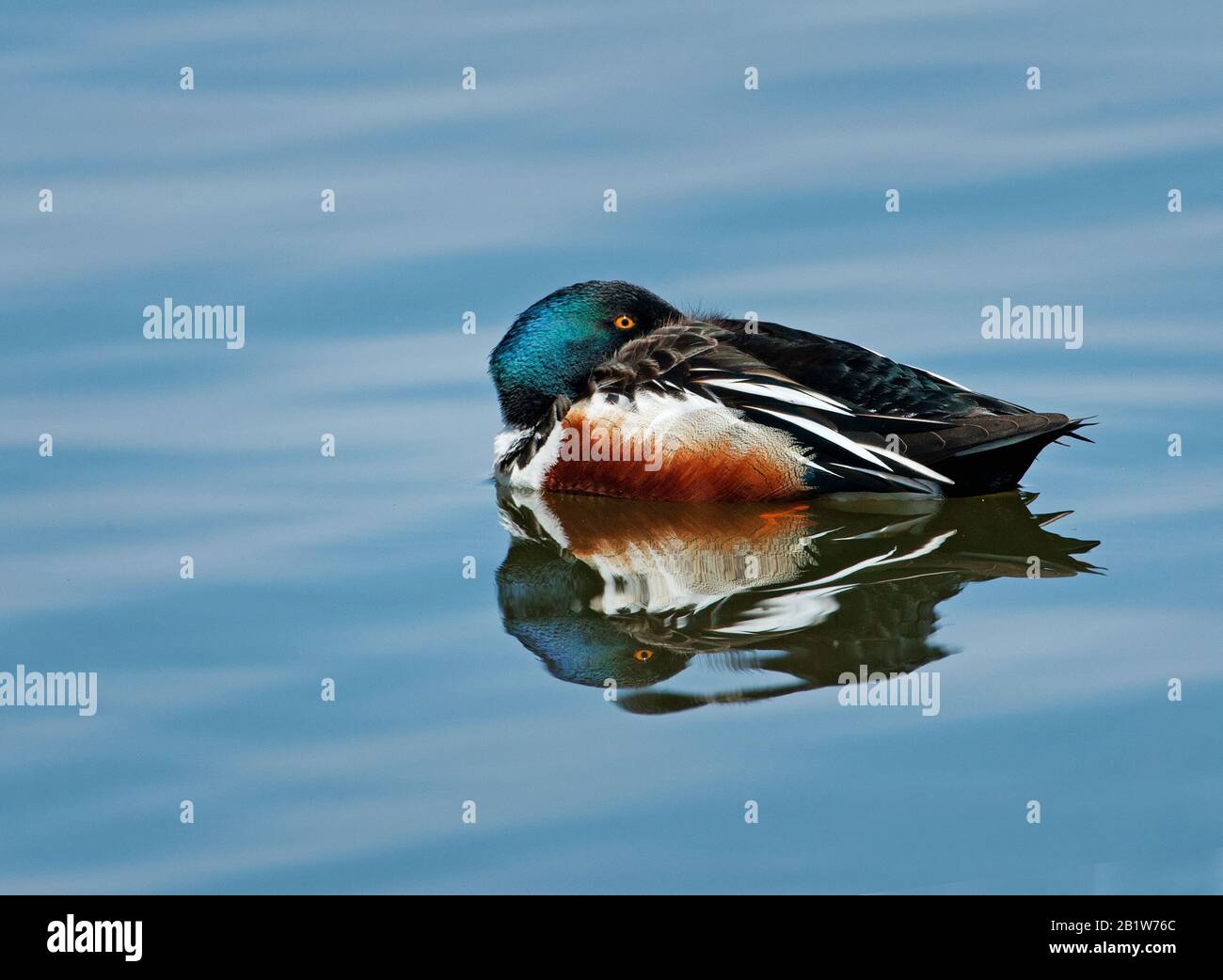 Northern shovelers hi-res stock photography and images - Alamy