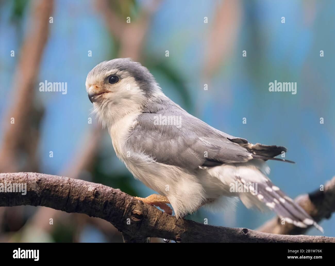 The african pygmy falcon (Polihierax semitorquatus) perched on a tree ...
