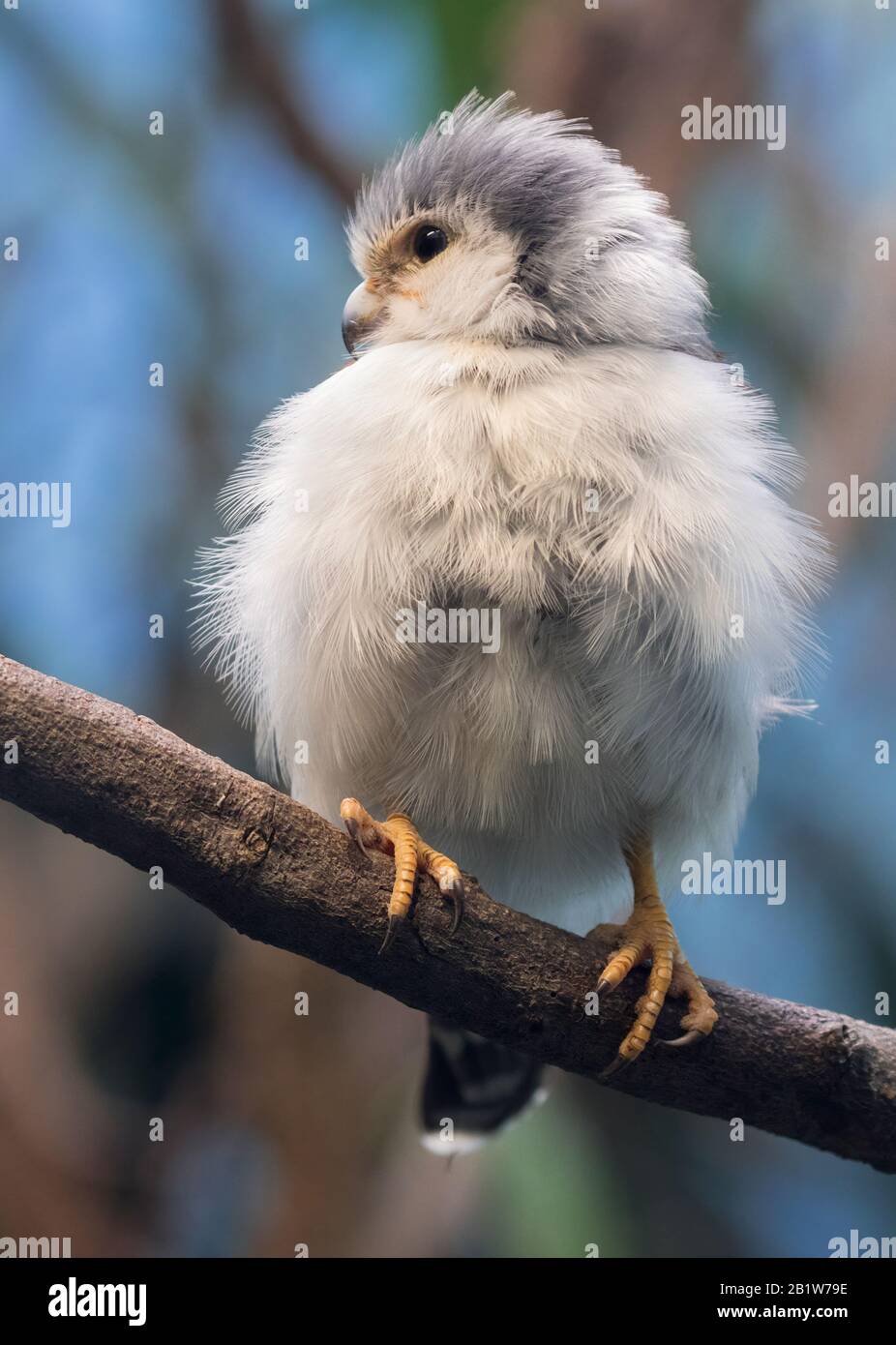 African Pygmy Falcon Baby