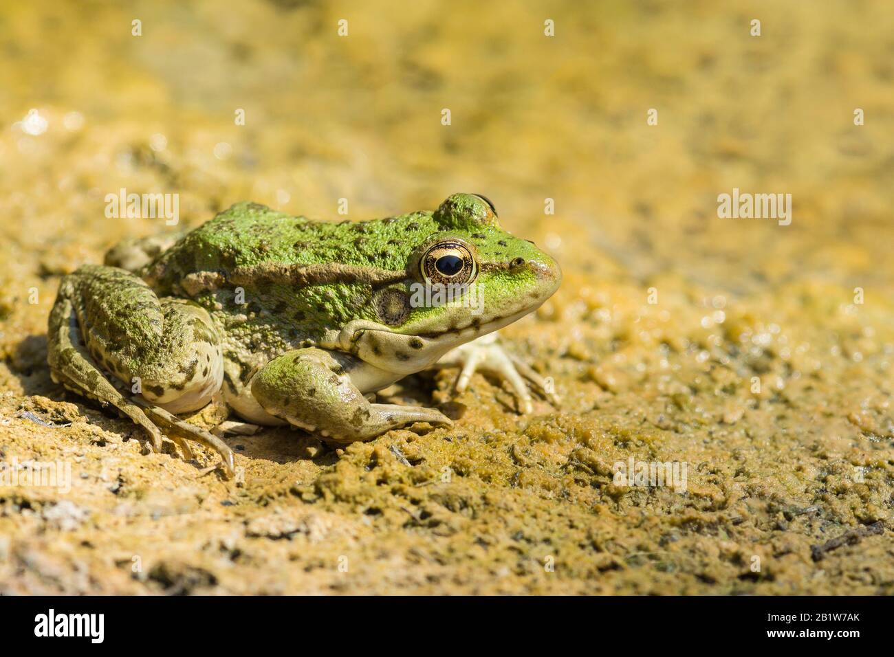 Green frog pond (lat. Pelophylax lessonae) on the sand. Amphibian Stock ...