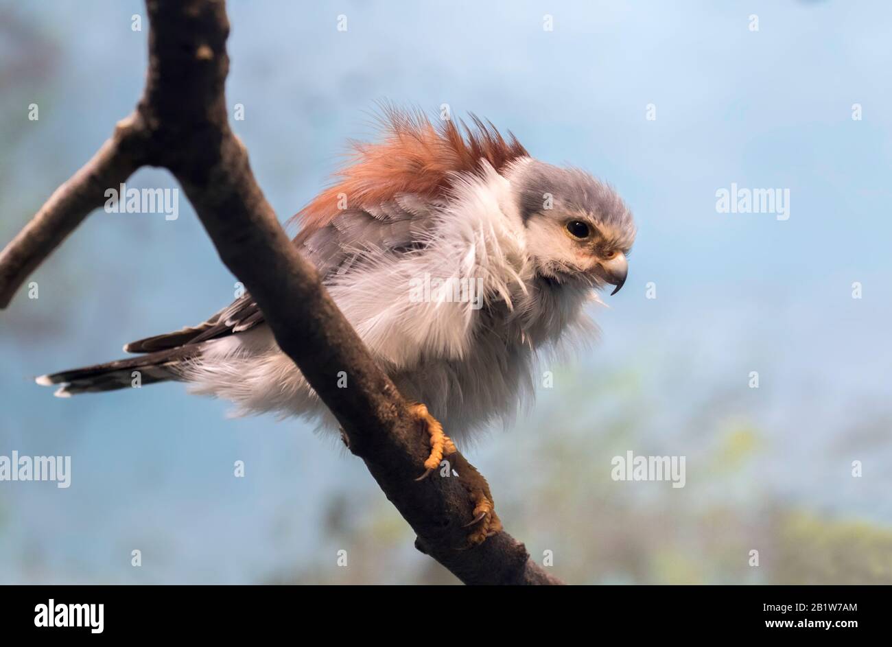 The african pygmy falcon (Polihierax semitorquatus) perched on a tree ...