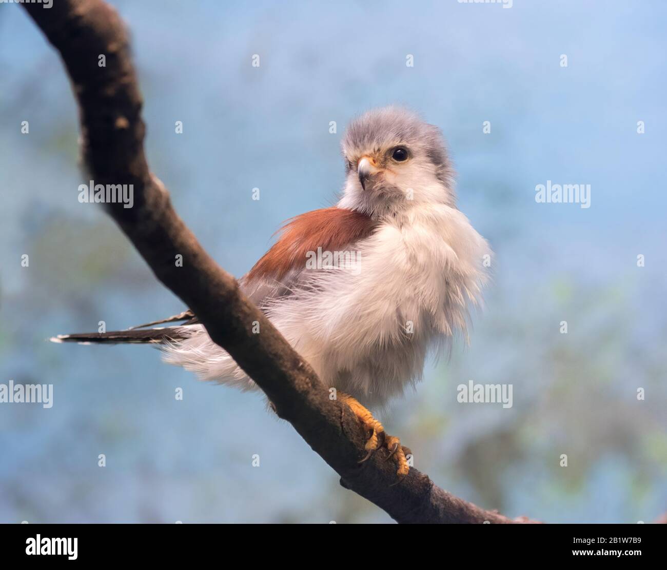 The african pygmy falcon (Polihierax semitorquatus) perched on a tree ...